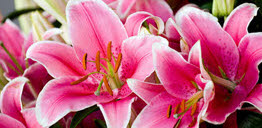 Flowers to Peru, Flower delivery Peru, Send flowers to Lima